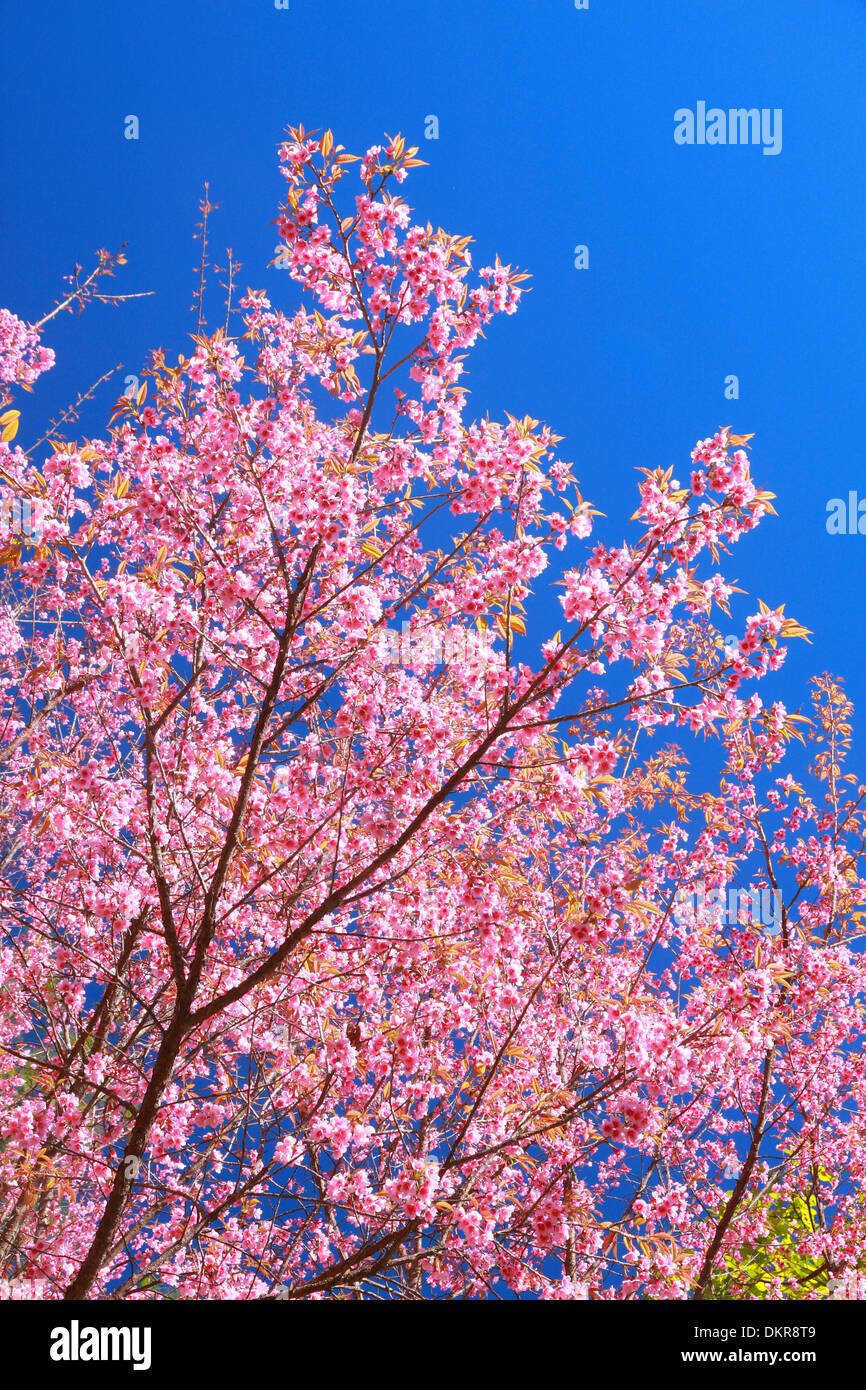 Himalayan cherry tree hi-res stock photography and images - Alamy
