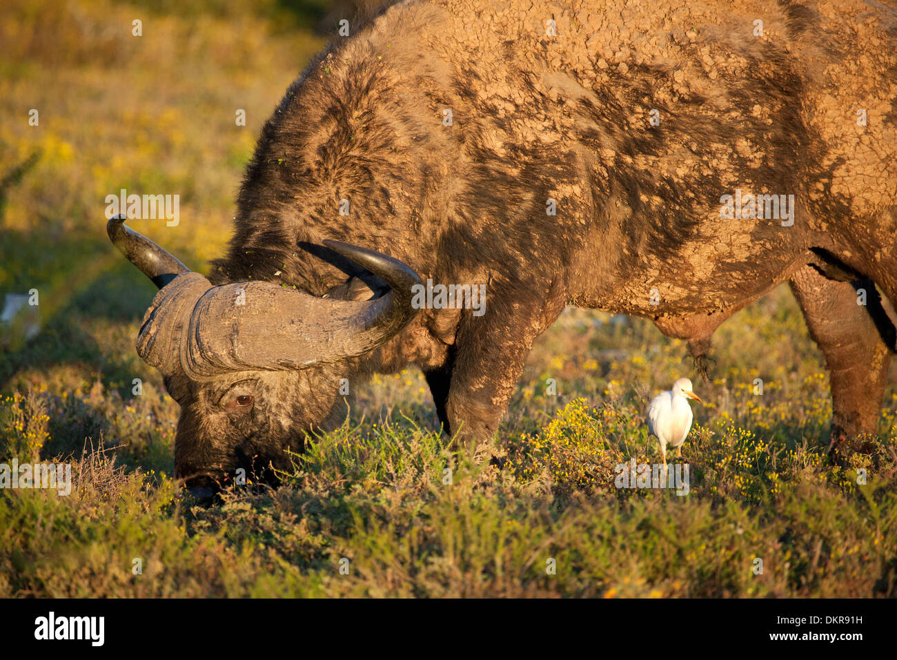 Buffalo, bird, Addo Elephant, National Park, South Africa, Africa ...