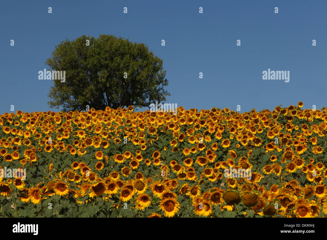 Sunflower, field, tree, blue, sky, Provence, yellow, flowers, France ...