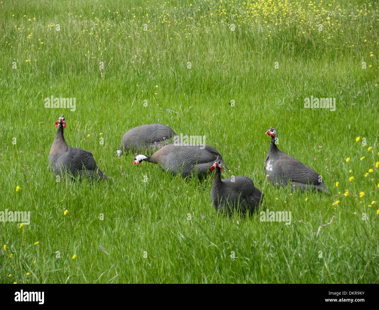 Ennis, Texas, USA, Numida meleagris, bird, guinea fowl, guinea hen ...
