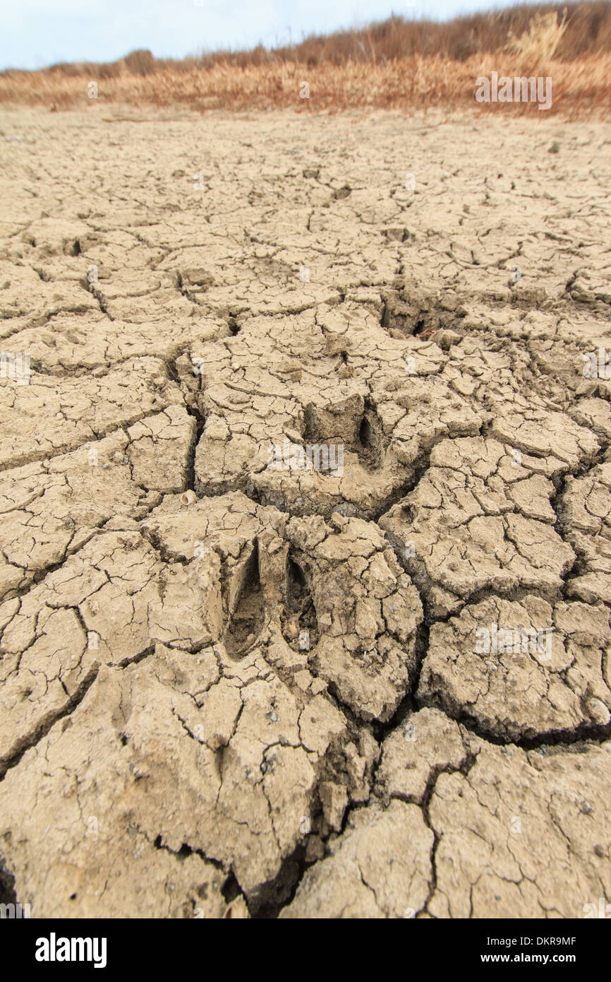 Hagerman, Lake Texoma, Texas, USA, deer tracks, drought, dry bed, lake ...