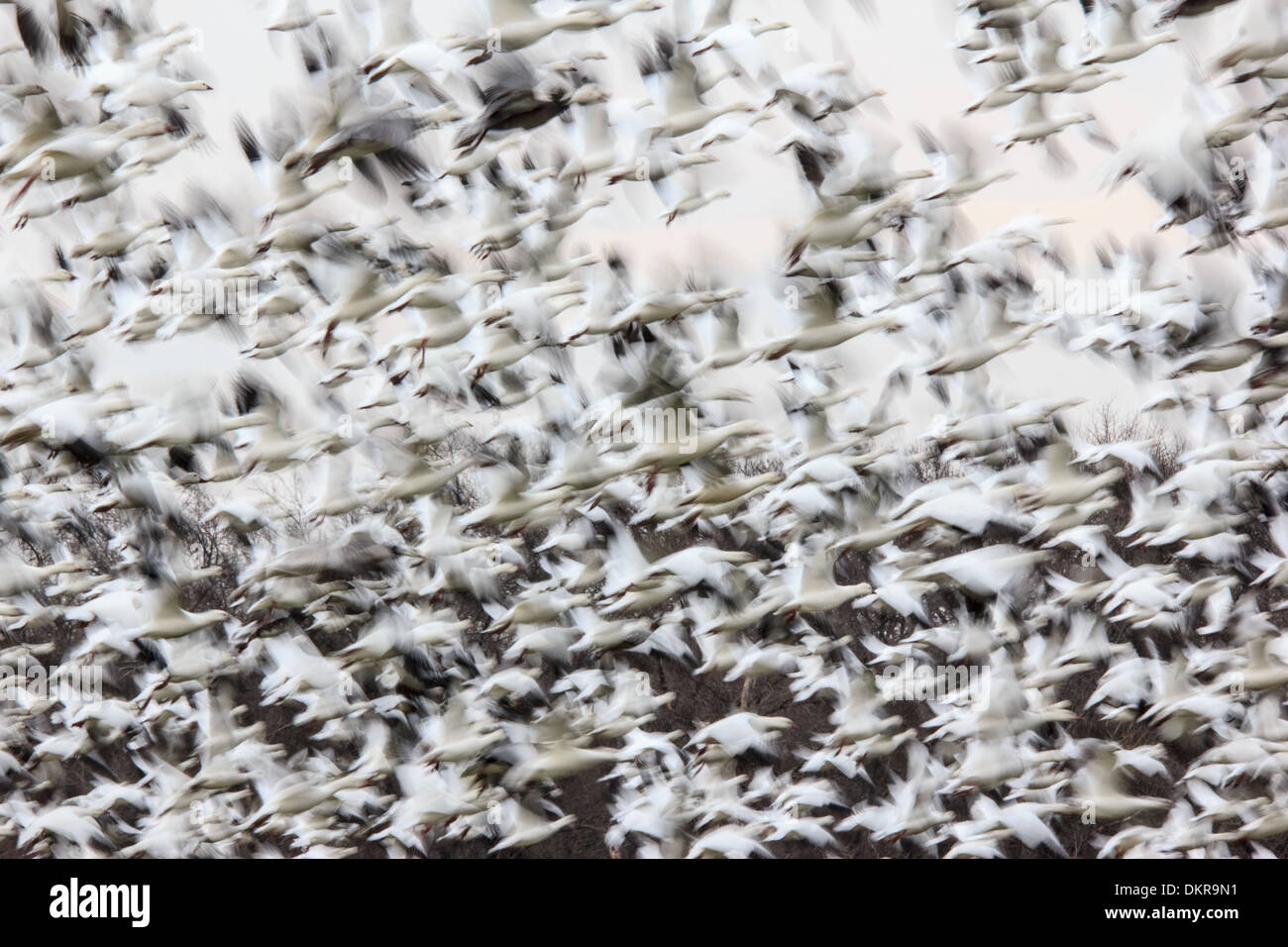 Chen caerulescens, Hagerman, Lake Texoma, Snow Goose, TX, Texas, USA ...