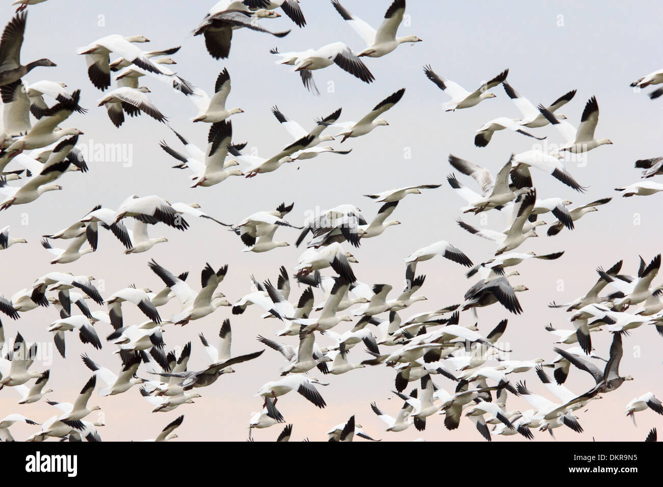 Chen caerulescens, Hagerman, Lake Texoma, Snow Goose, TX, Texas, USA ...