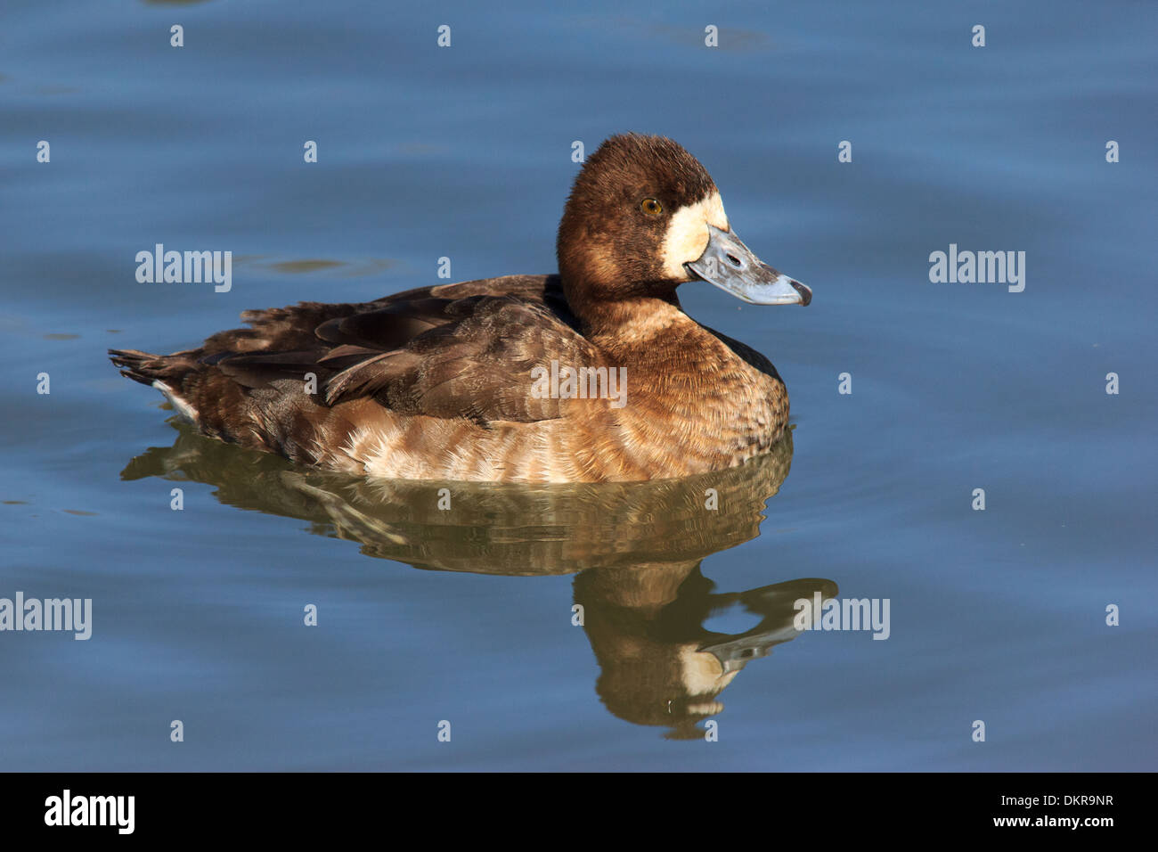 Aythya affinis, Duck Creek, Lesser Scaup, Richardson, Texas, USA, ducks ...