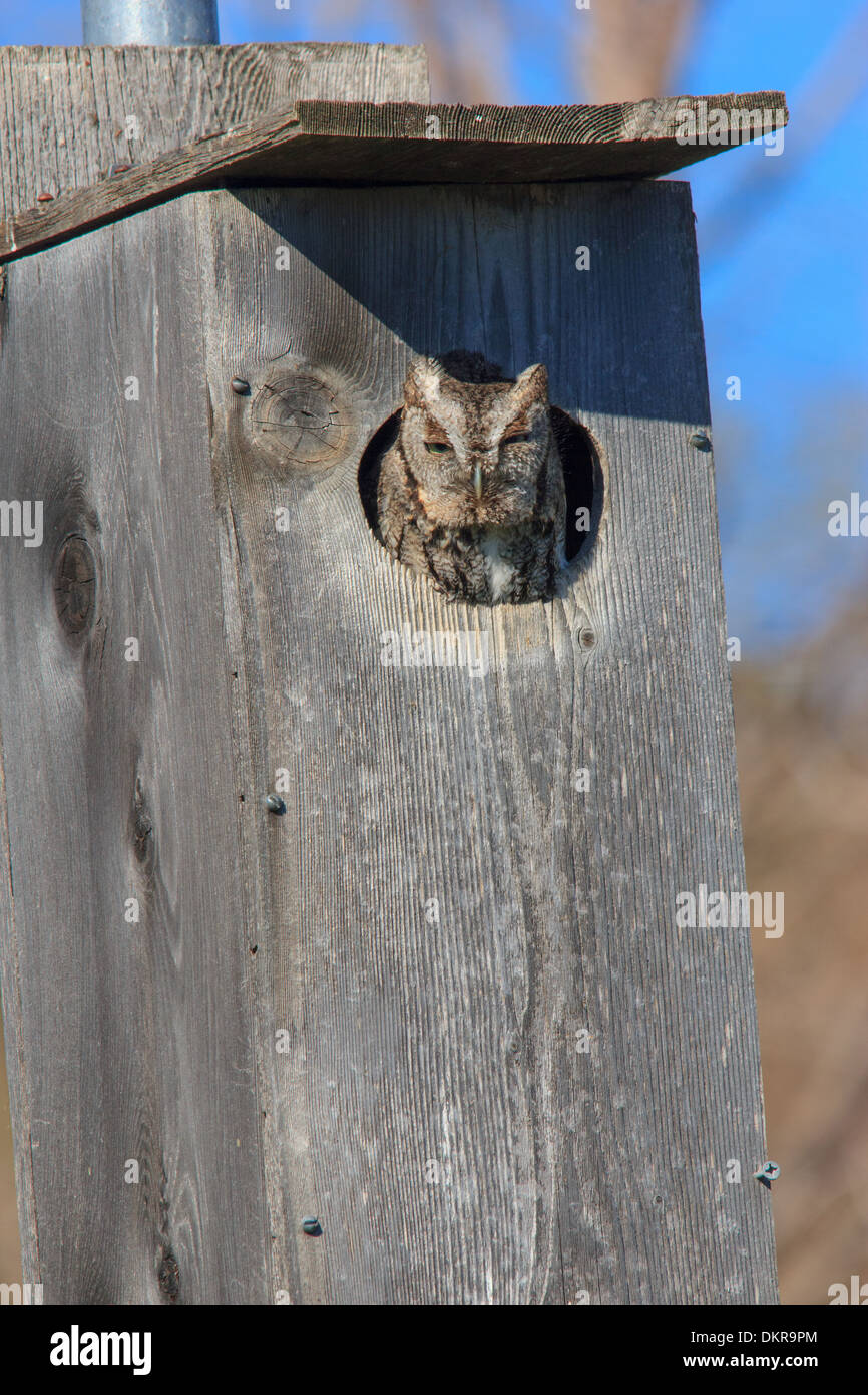 Megascops hi-res stock photography and images - Alamy