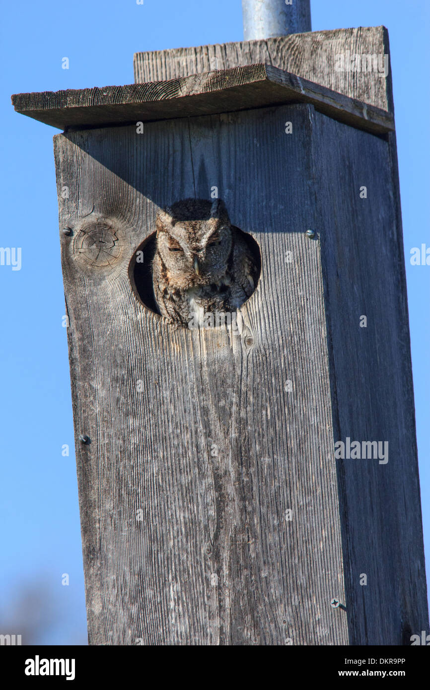 Eastern Screech Owl, Gray-phase, Megascops asio, Richardson, Strigidae ...