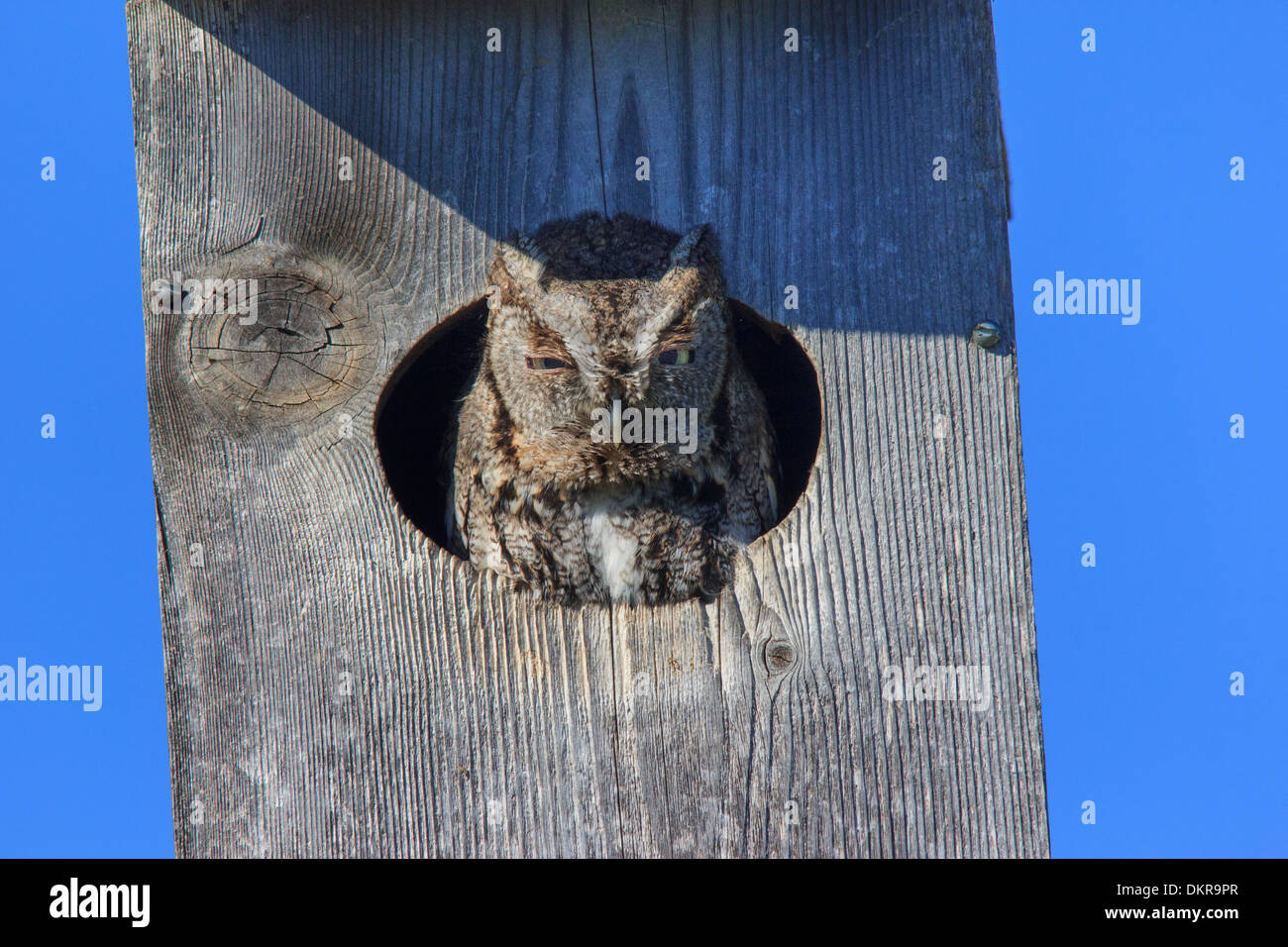 Eastern Screech Owl, Gray-phase, Megascops asio, Richardson, Strigidae ...