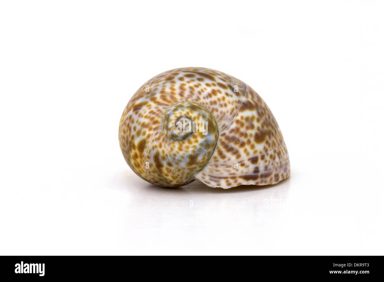 Beautiful brown sea snail shells Stock Photo - Alamy