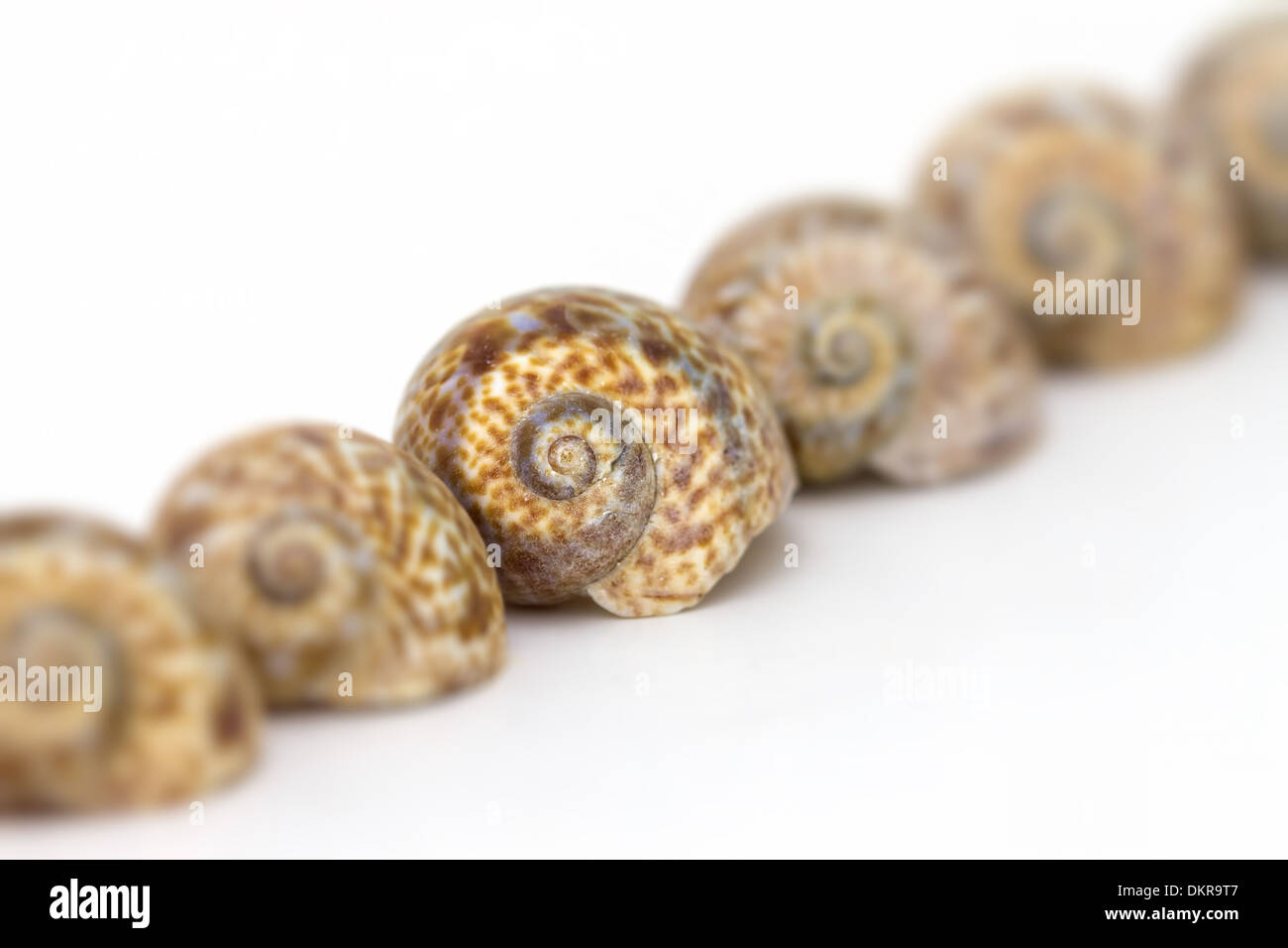Raw of beautiful brown sea snail shells Stock Photo - Alamy
