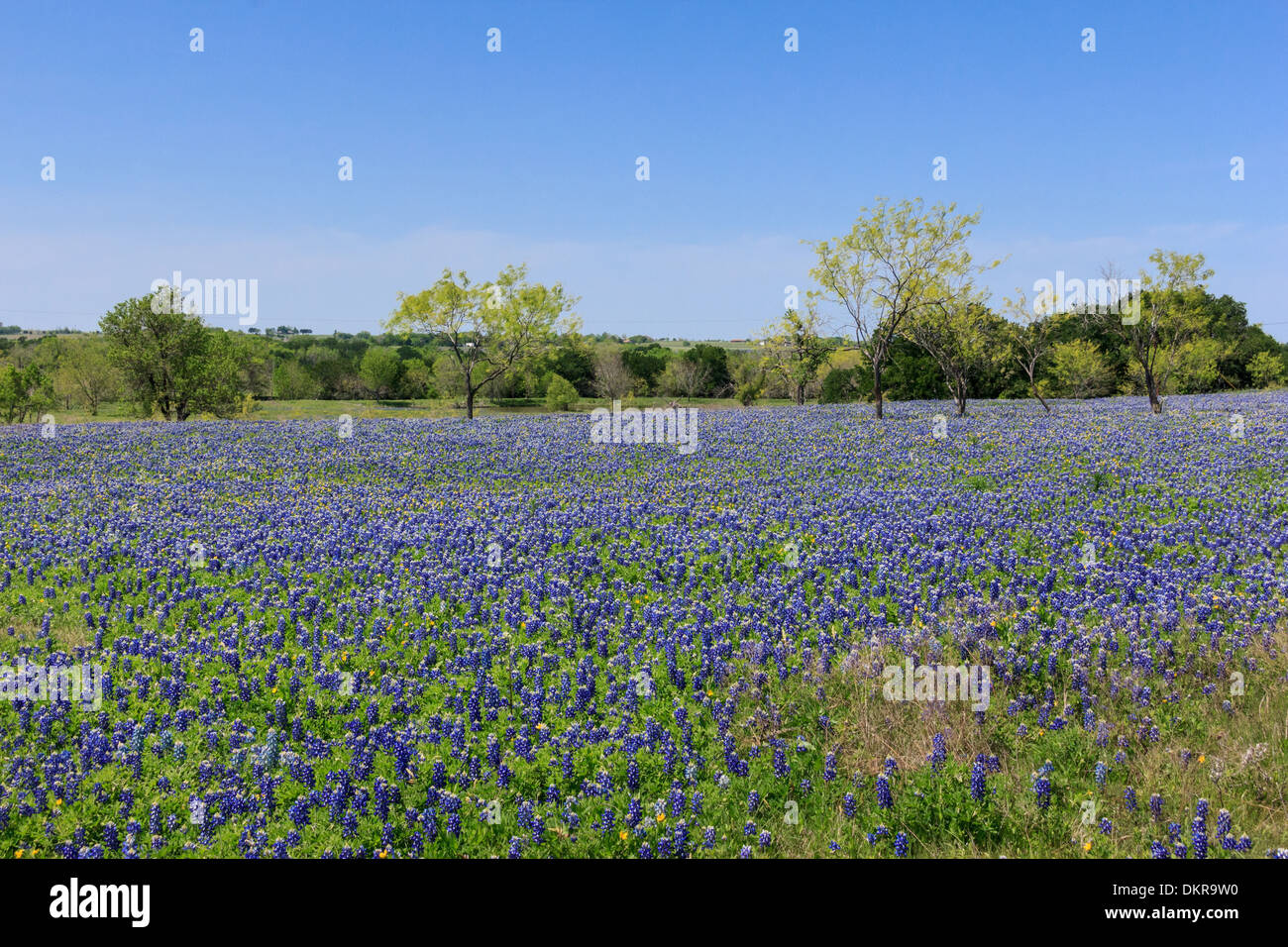 Ennis, Texas, bluebonnets, lupinus texensis, field, springtime, flowers ...