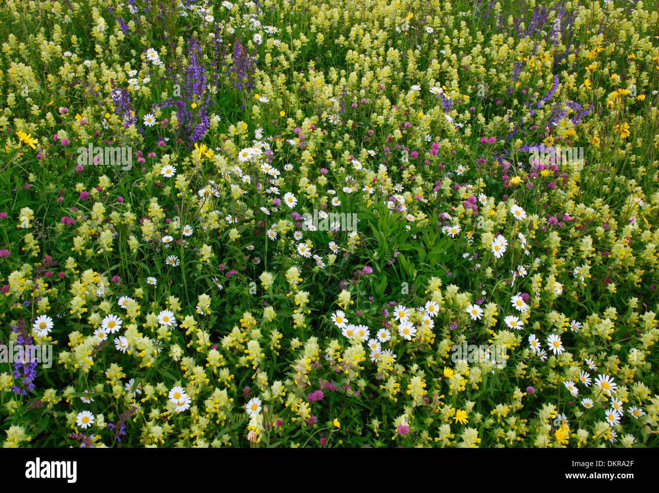 Flower flowers flower meadow colours flora spring background non ...
