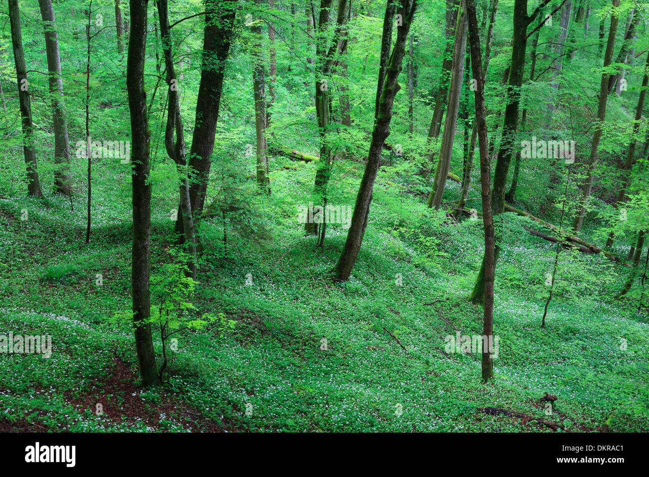 Allium ursinum tree flower blossom flourish beeches beech forest bear ...