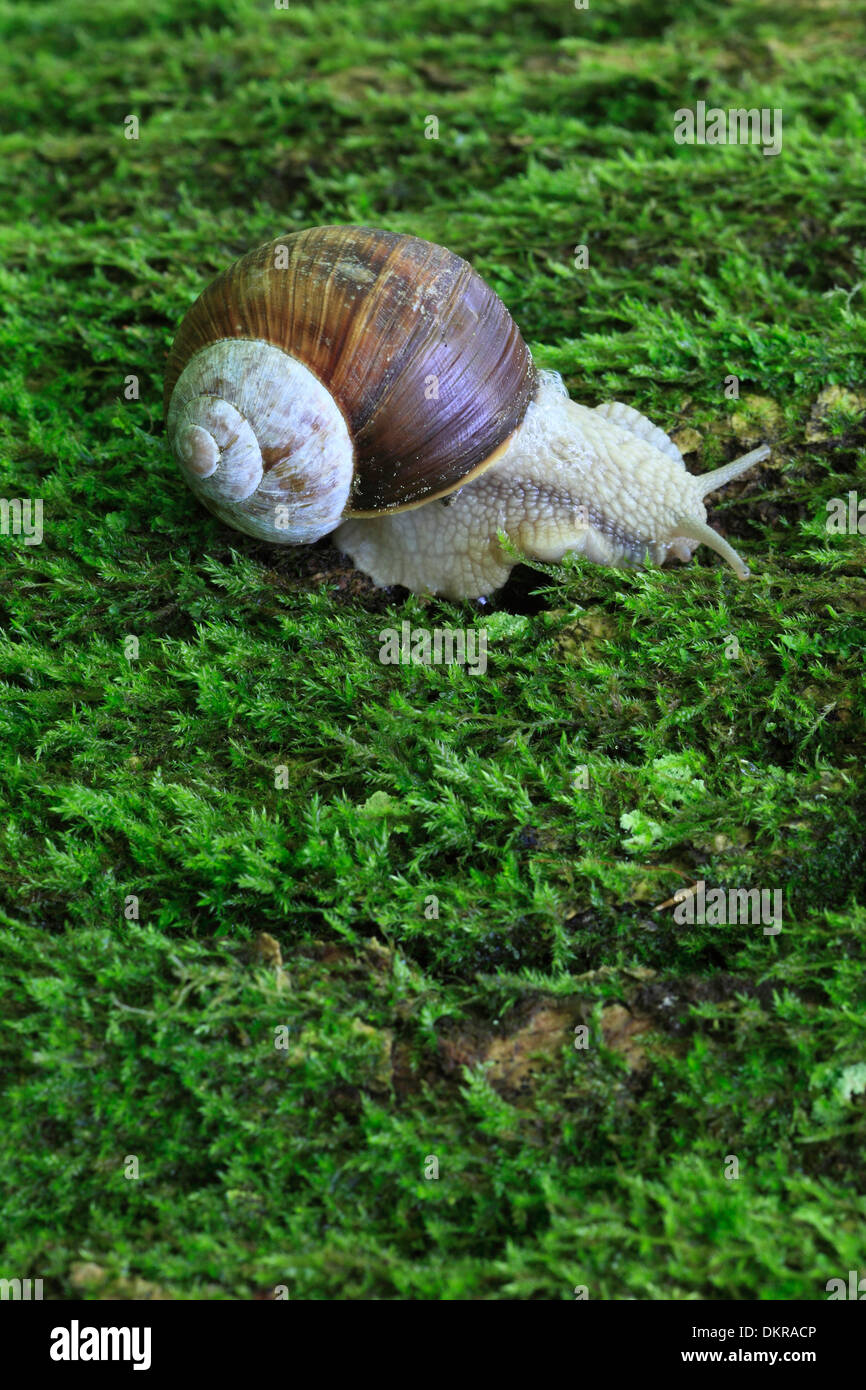 Tree trunk detail Helix pomatia macro moss close-up Switzerland ...