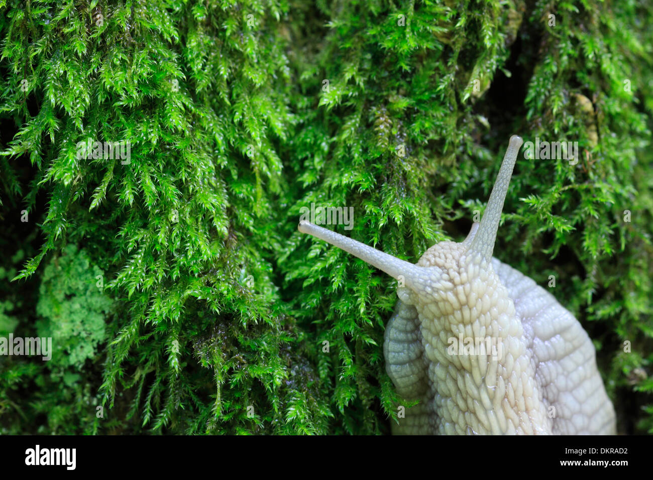 Tree trunk detail Helix pomatia macro moss close-up Switzerland ...