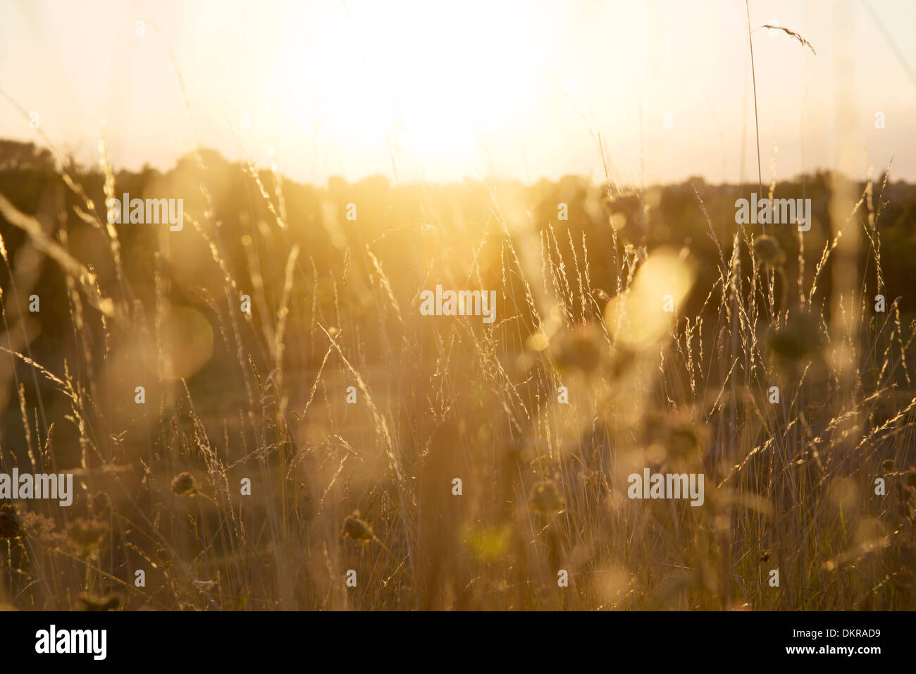 Sunset on the meadow Stock Photo - Alamy