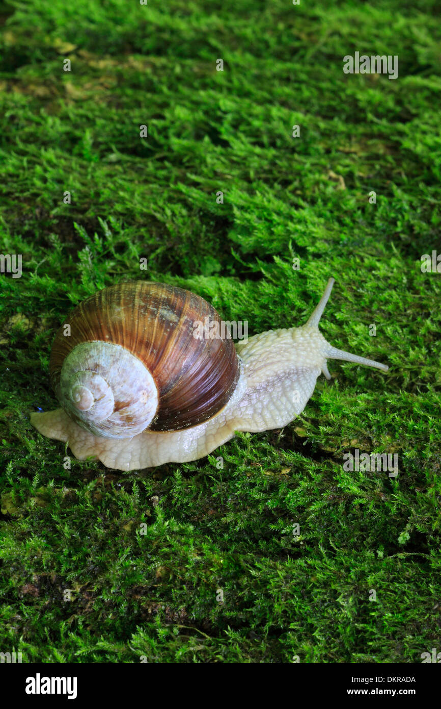 Tree trunk detail Helix pomatia macro moss close-up Switzerland ...