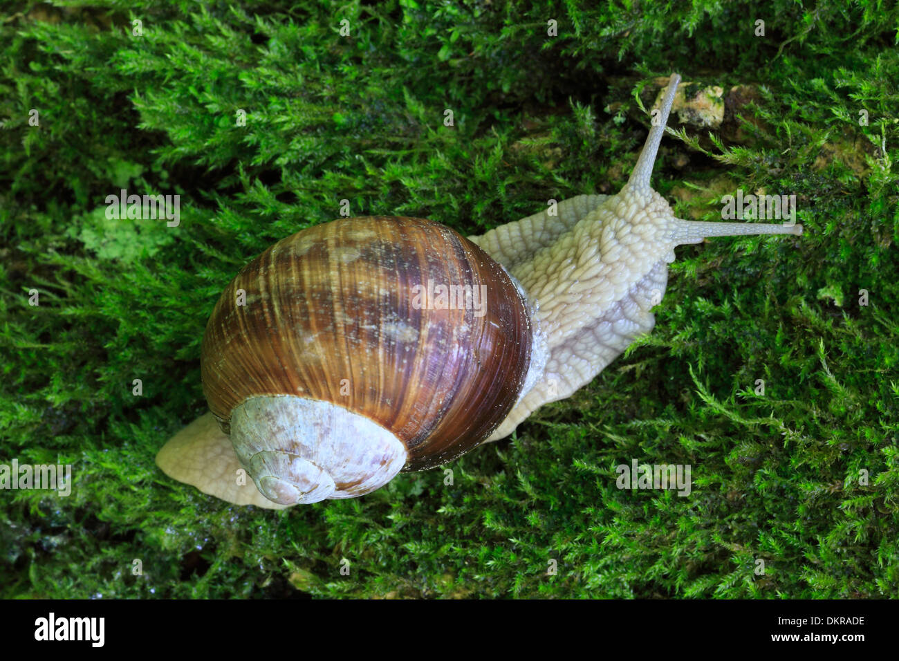 Tree trunk detail Helix pomatia macro moss close-up Switzerland ...