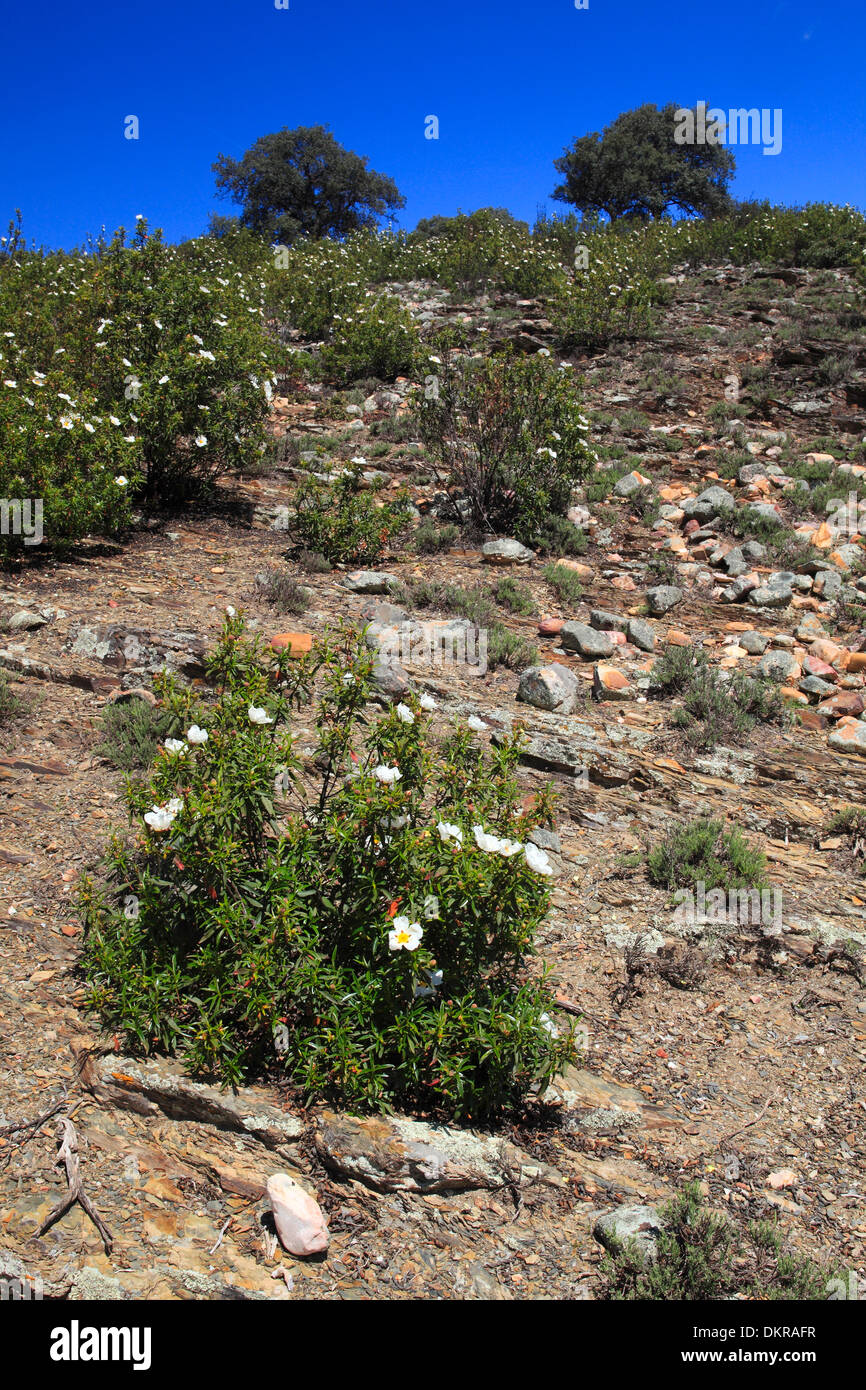 Andalusia tree flowers trees Cistus ladanifer oak flora cork oak cork ...