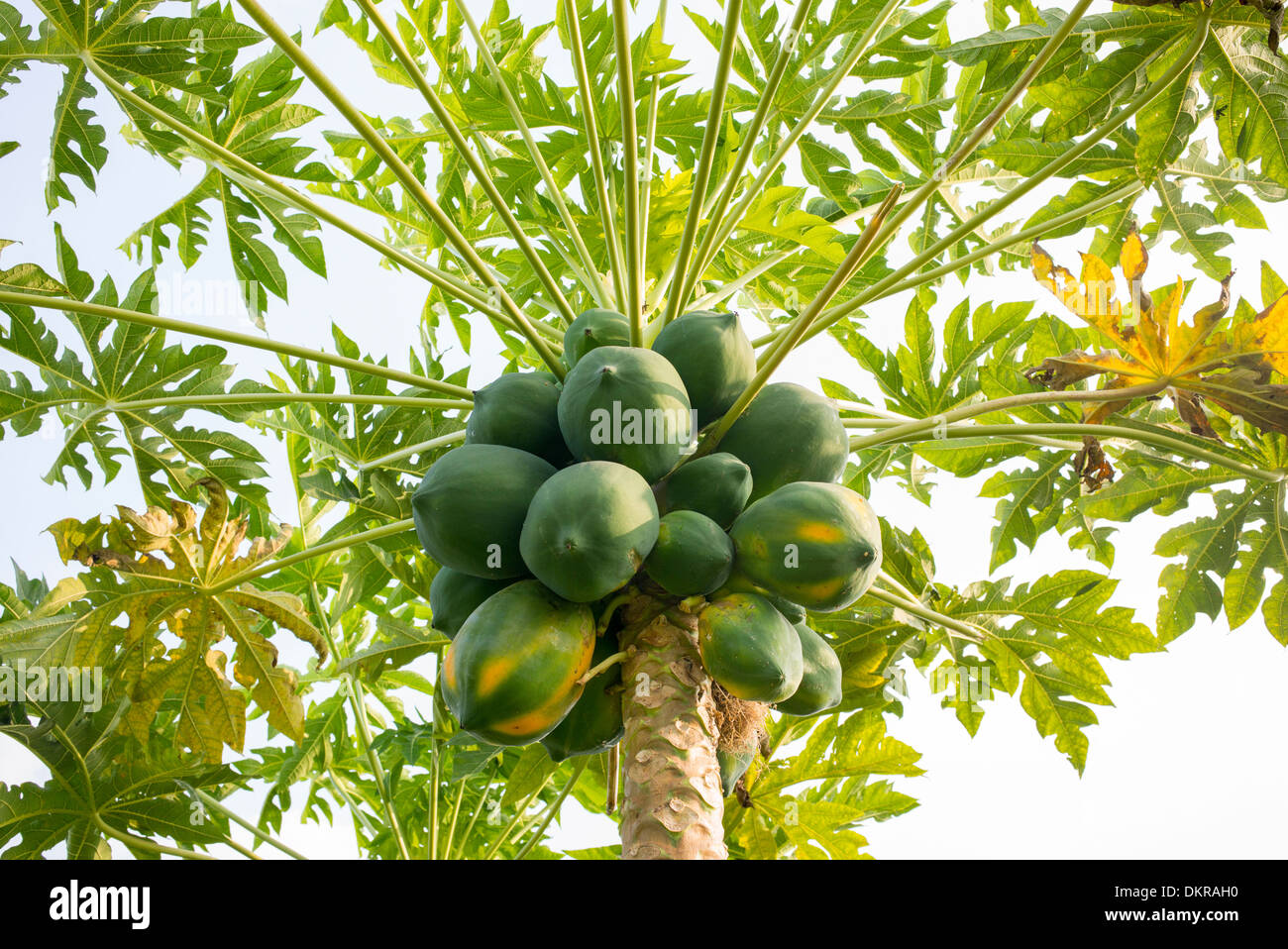 India pawpaw hi-res stock photography and images - Alamy