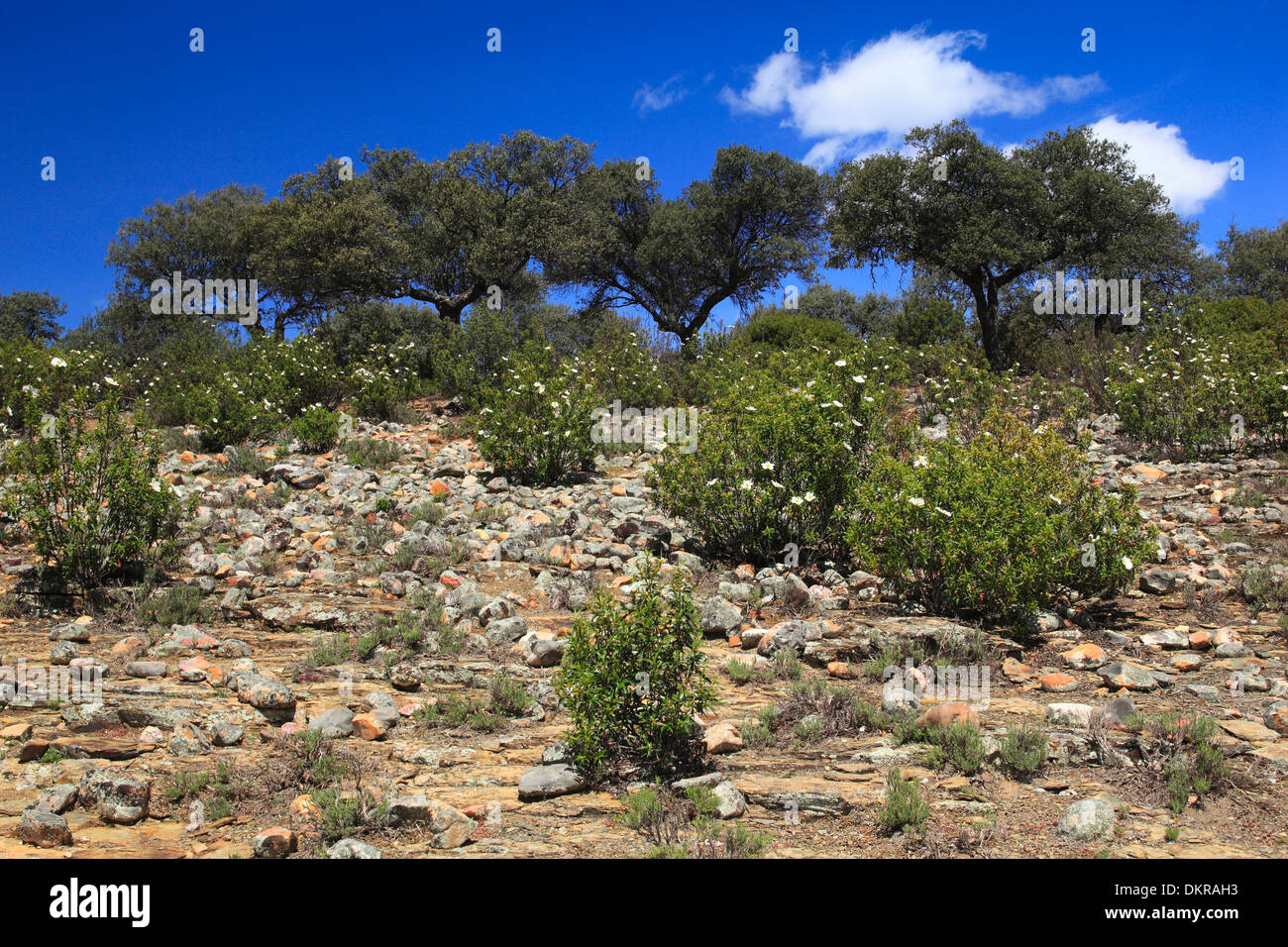 Kork tree hi-res stock photography and images - Alamy