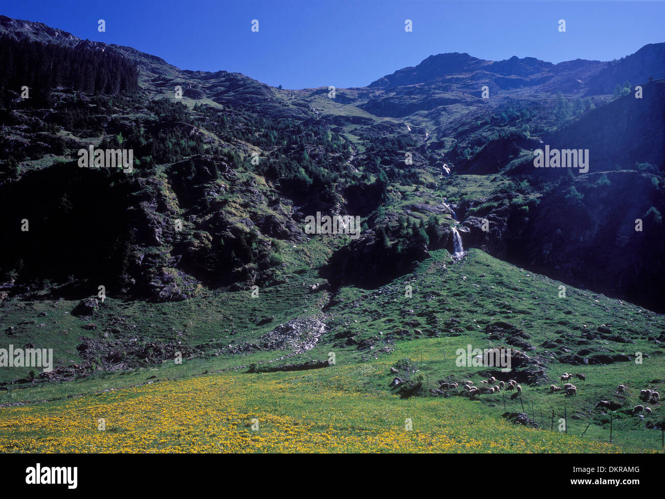 Switzerland, Europe, Alp, alp, meadow, Valais, Val de Bagnes, mountains ...