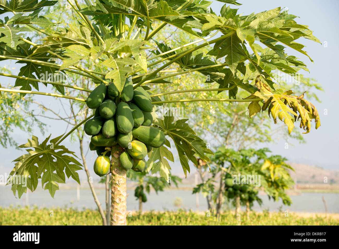Papaya Tree Papaw Pawpaw Stock Photos & Papaya Tree Papaw Pawpaw Stock ...