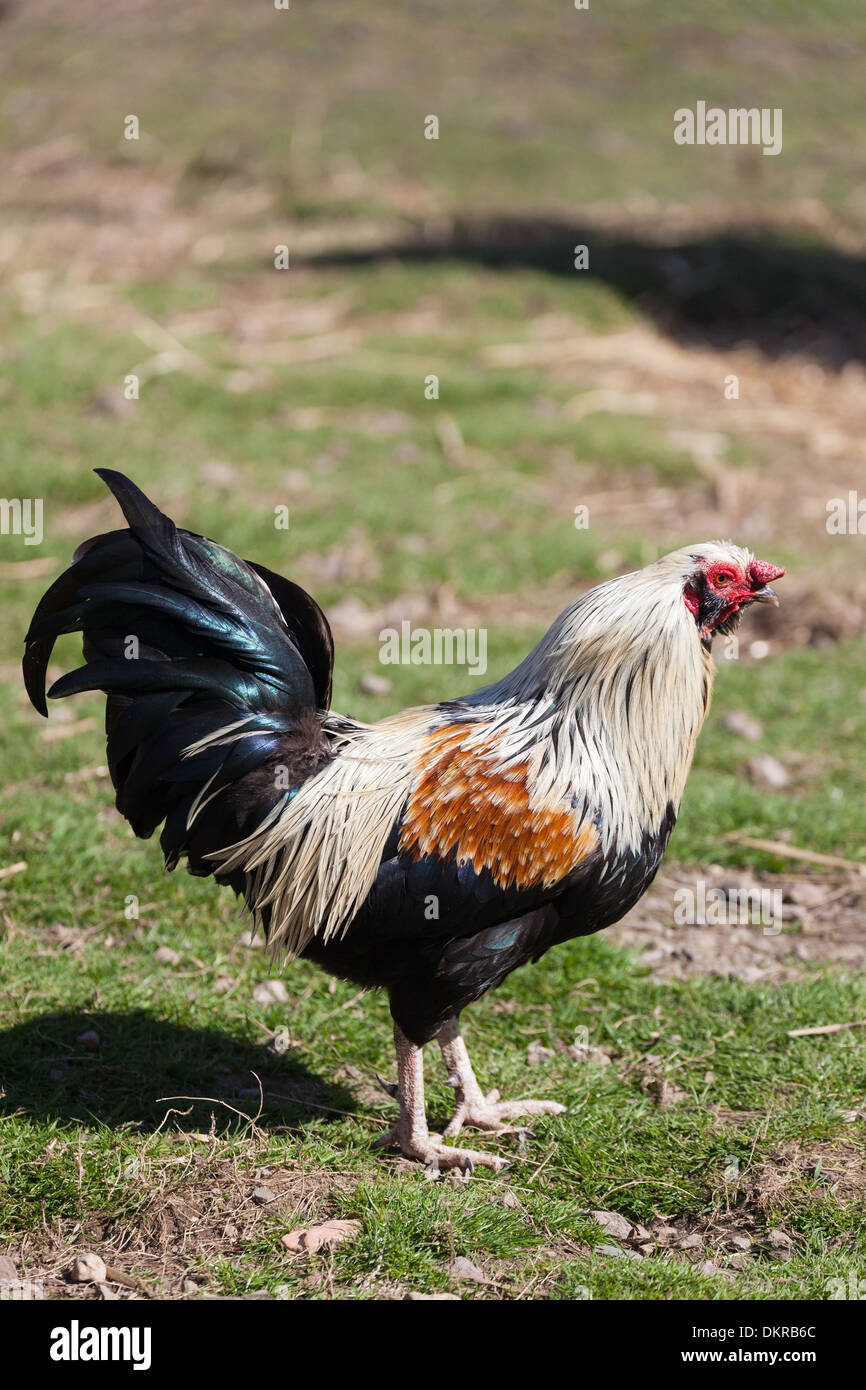 Bantam chickens hi-res stock photography and images - Alamy