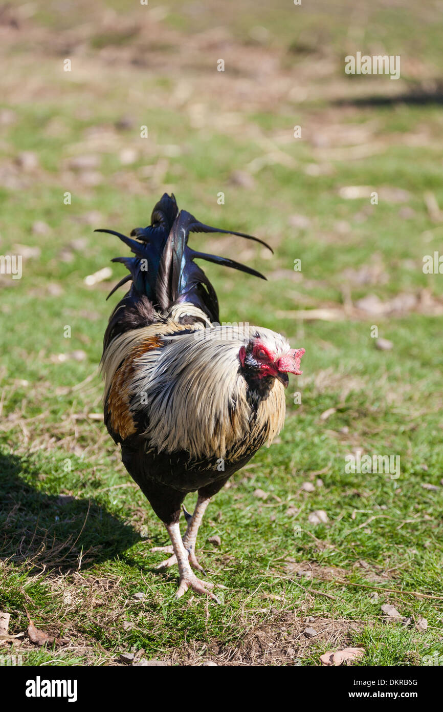 Bantam chickens hi-res stock photography and images - Alamy