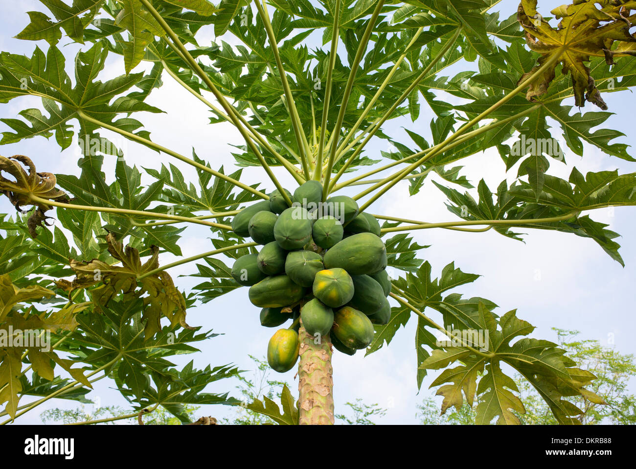 India pawpaw hi-res stock photography and images - Alamy