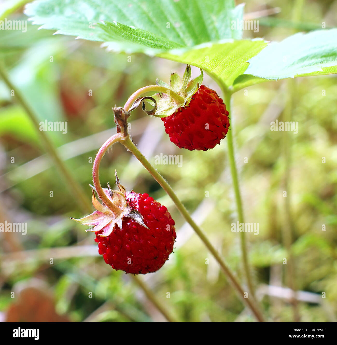 Strawberry, wild strawberry hi-res stock photography and images - Alamy