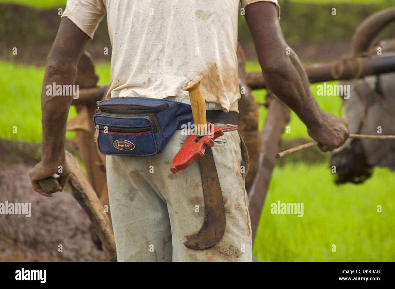 Koyta or sickle- multipurpose knife used in konkan to break coconut, to ...