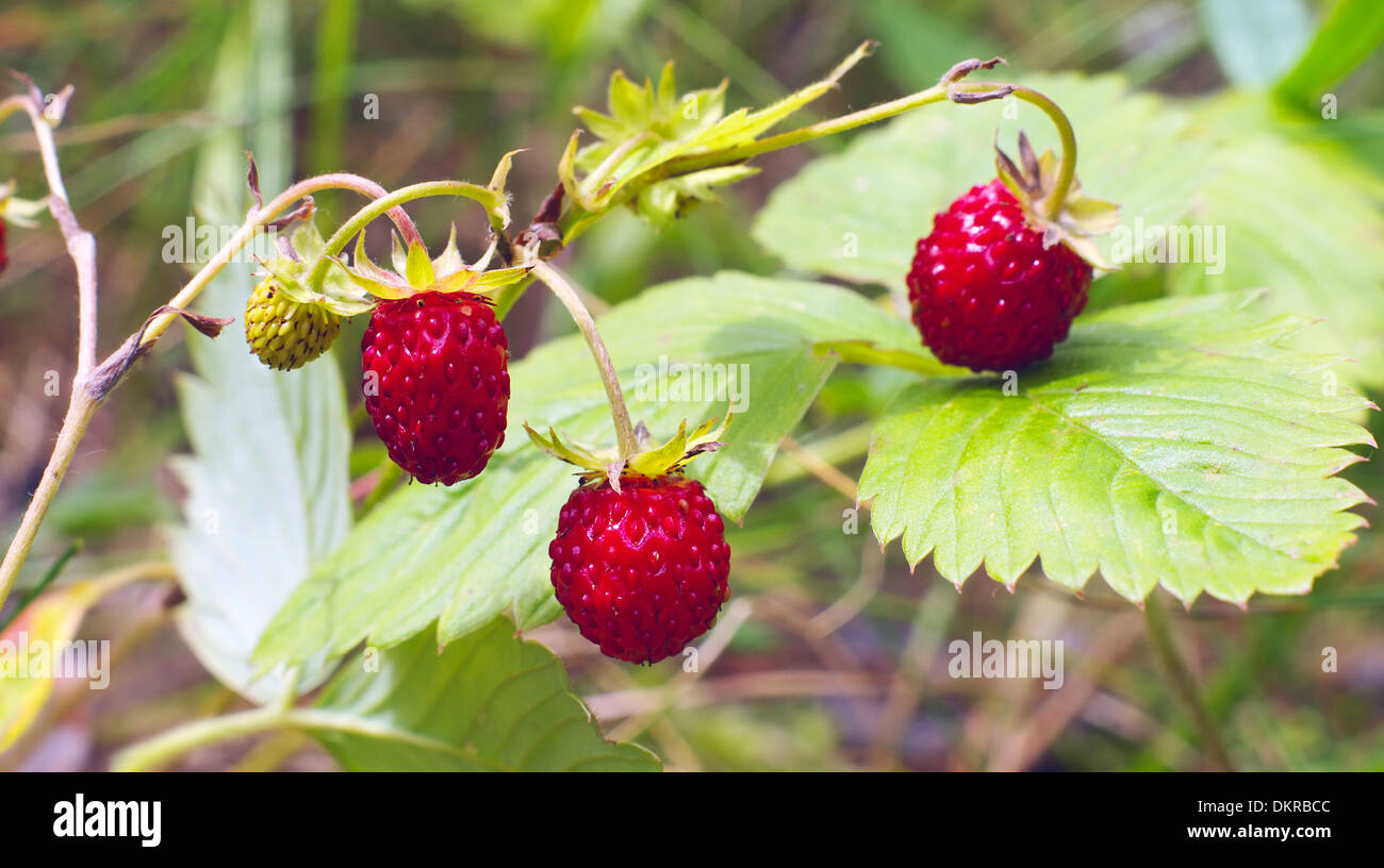 Strawberry, wild strawberry hi-res stock photography and images - Alamy