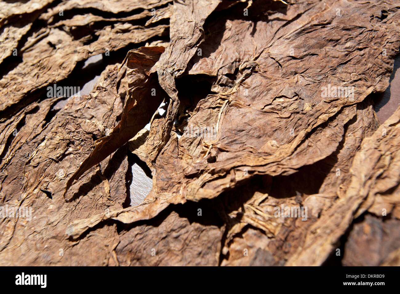 Dominican Republic, cigars, tobacco sheets, Caribbean, Santo Domingo ...