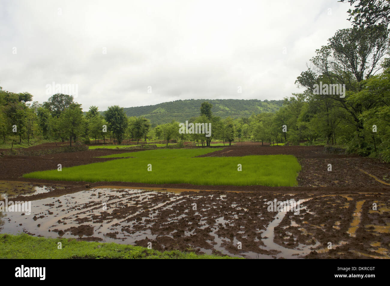 Rice farm india hi-res stock photography and images - Alamy