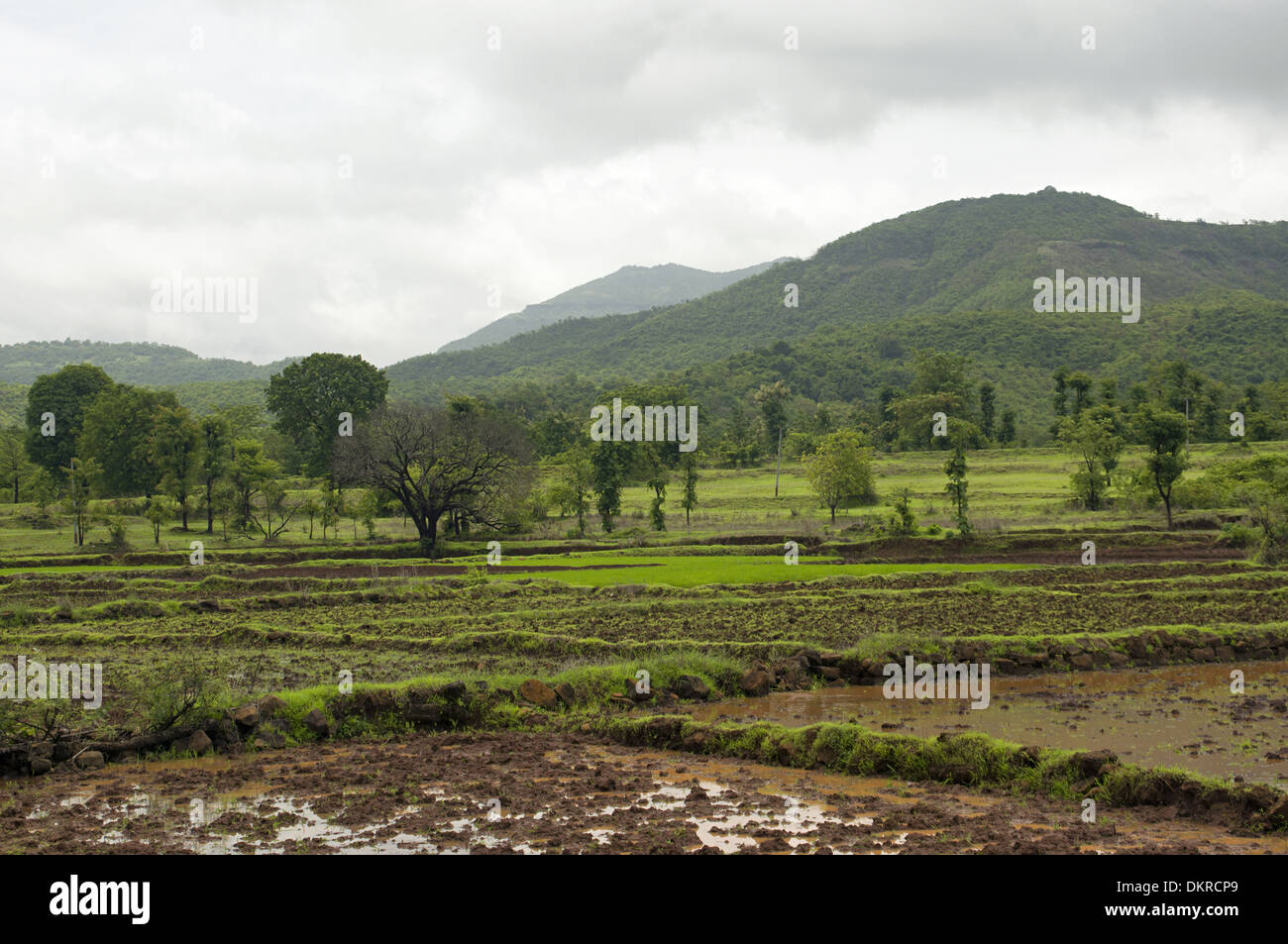 A landscape of field with mountain backdrop, India Stock Photo - Alamy