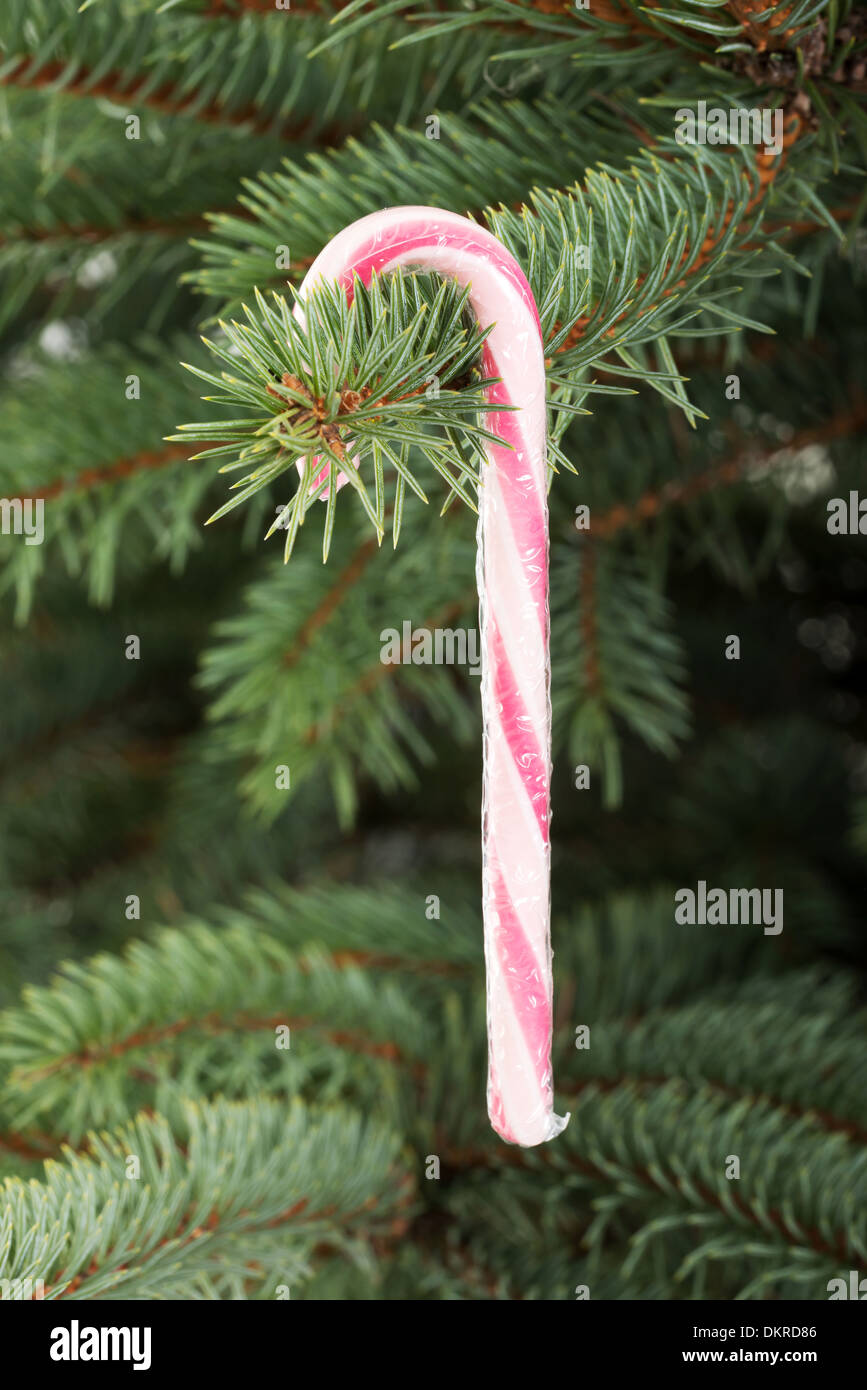 Sweet stick hanging on a green tree Stock Photo - Alamy