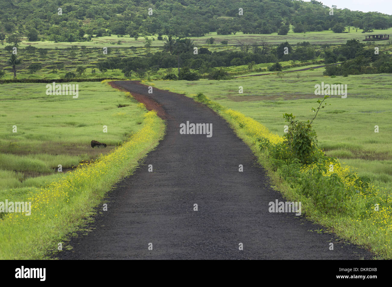 A scenic road in a village Near Ratnagiri city, India Stock Photo - Alamy