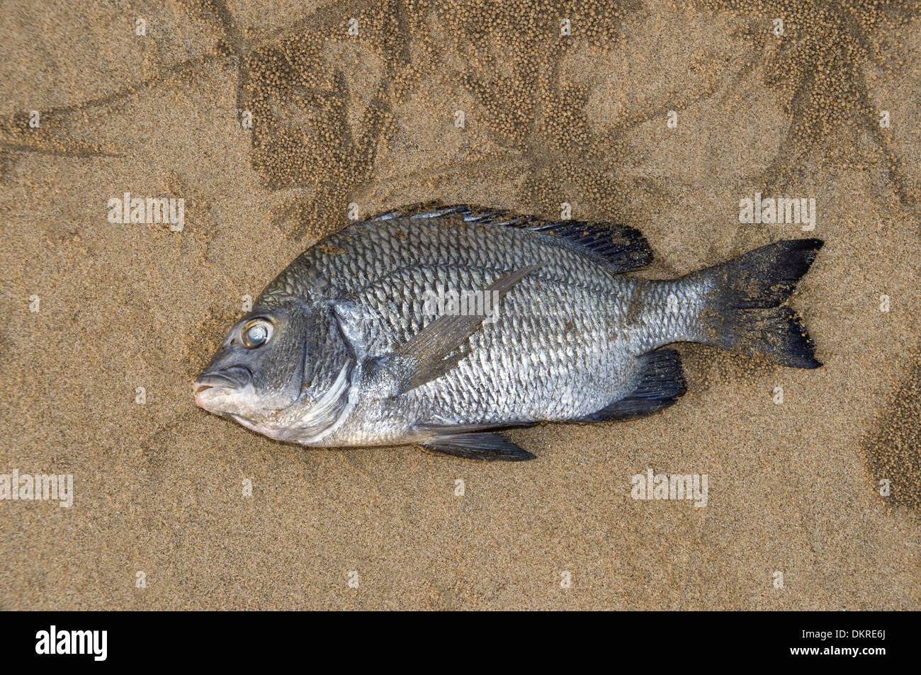 Fish on sea shore, India Stock Photo - Alamy