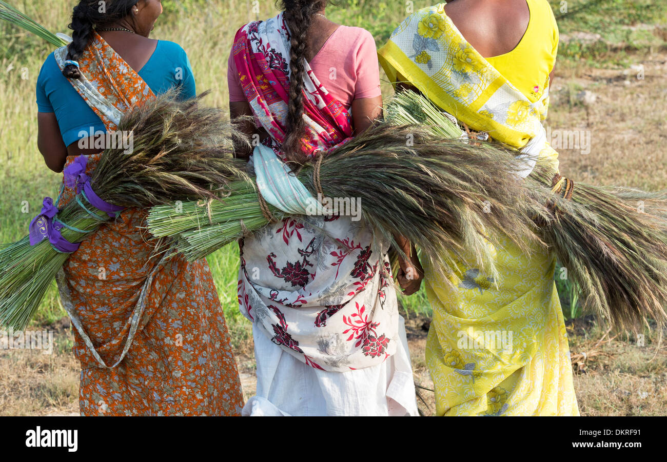 Sweeping grasses hi-res stock photography and images - Alamy