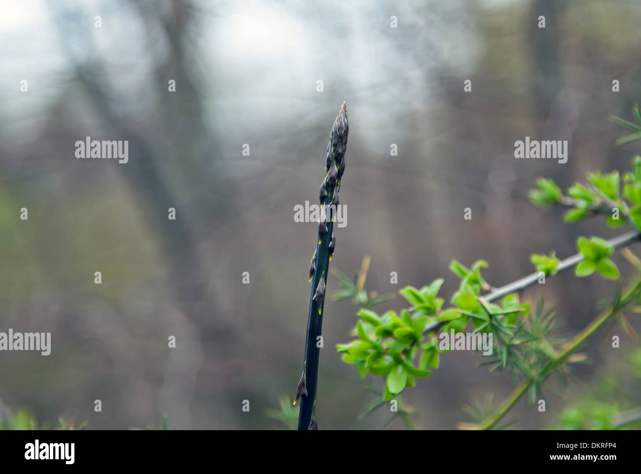 Overgrow hi-res stock photography and images - Alamy