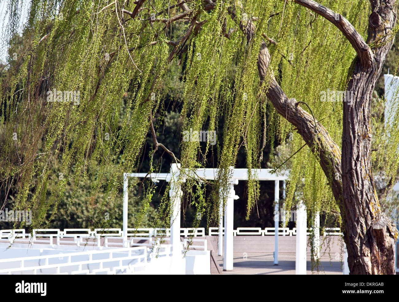 relaxing view on sad willow in the morning Stock Photo - Alamy