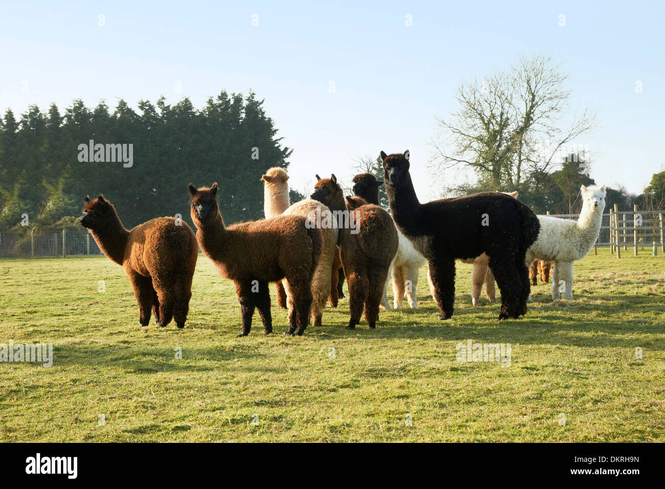 White and brown alpacas hi-res stock photography and images - Alamy