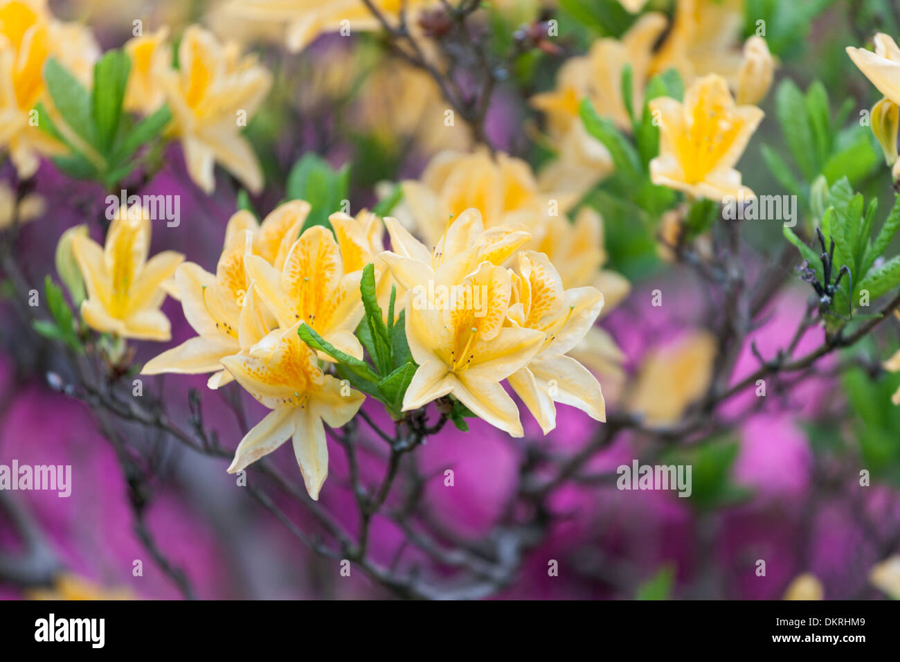 Yellow azalea in flower in garden Stock Photo - Alamy