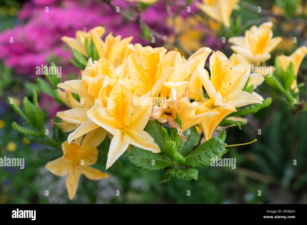 Yellow Azalea Shrub High Resolution Stock Photography and Images - Alamy