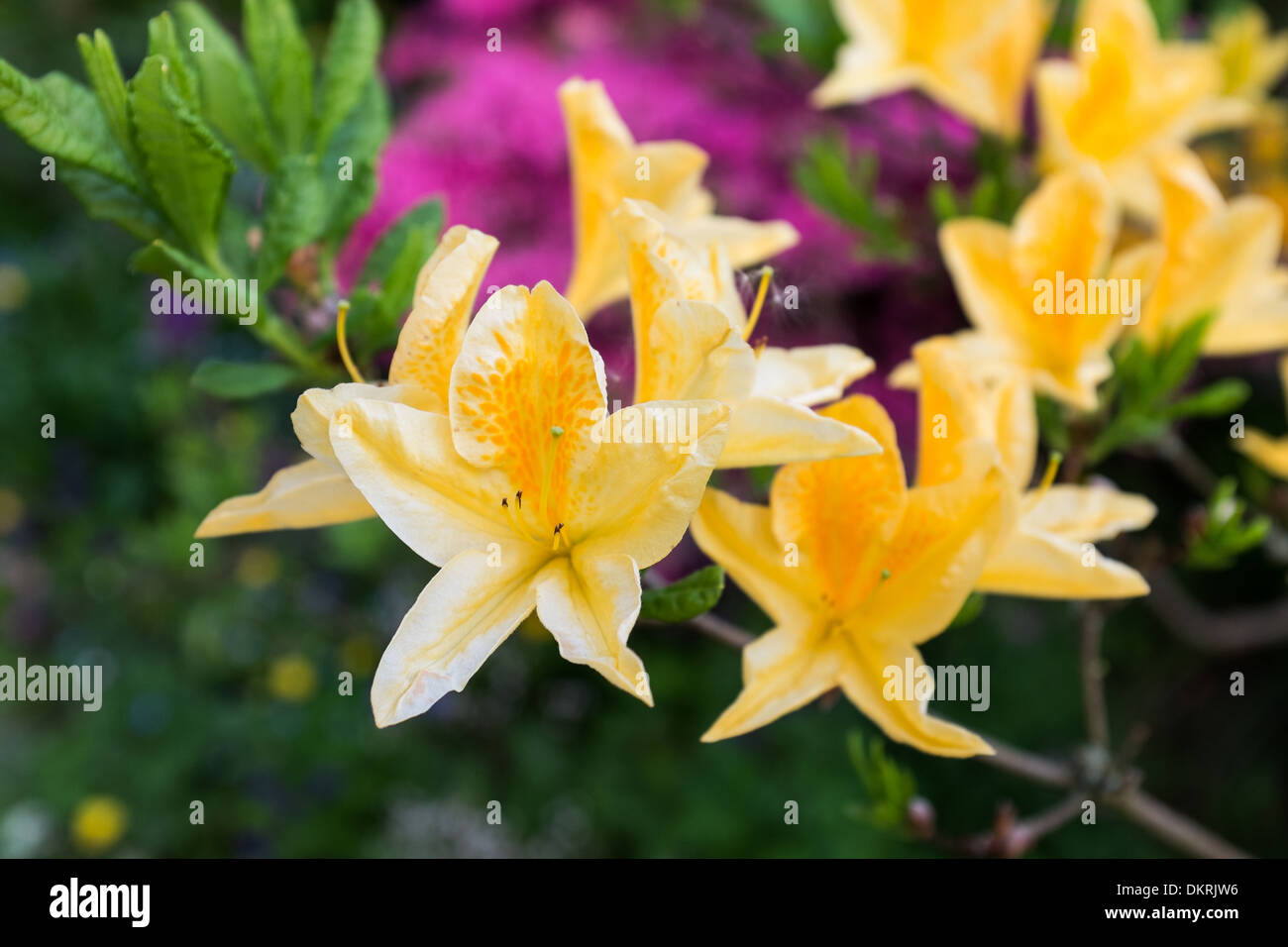 Yellow Azalea Shrub Stock Photos & Yellow Azalea Shrub Stock Images - Alamy