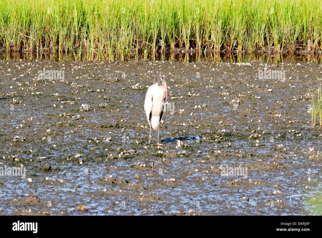Low marsh hi-res stock photography and images - Alamy