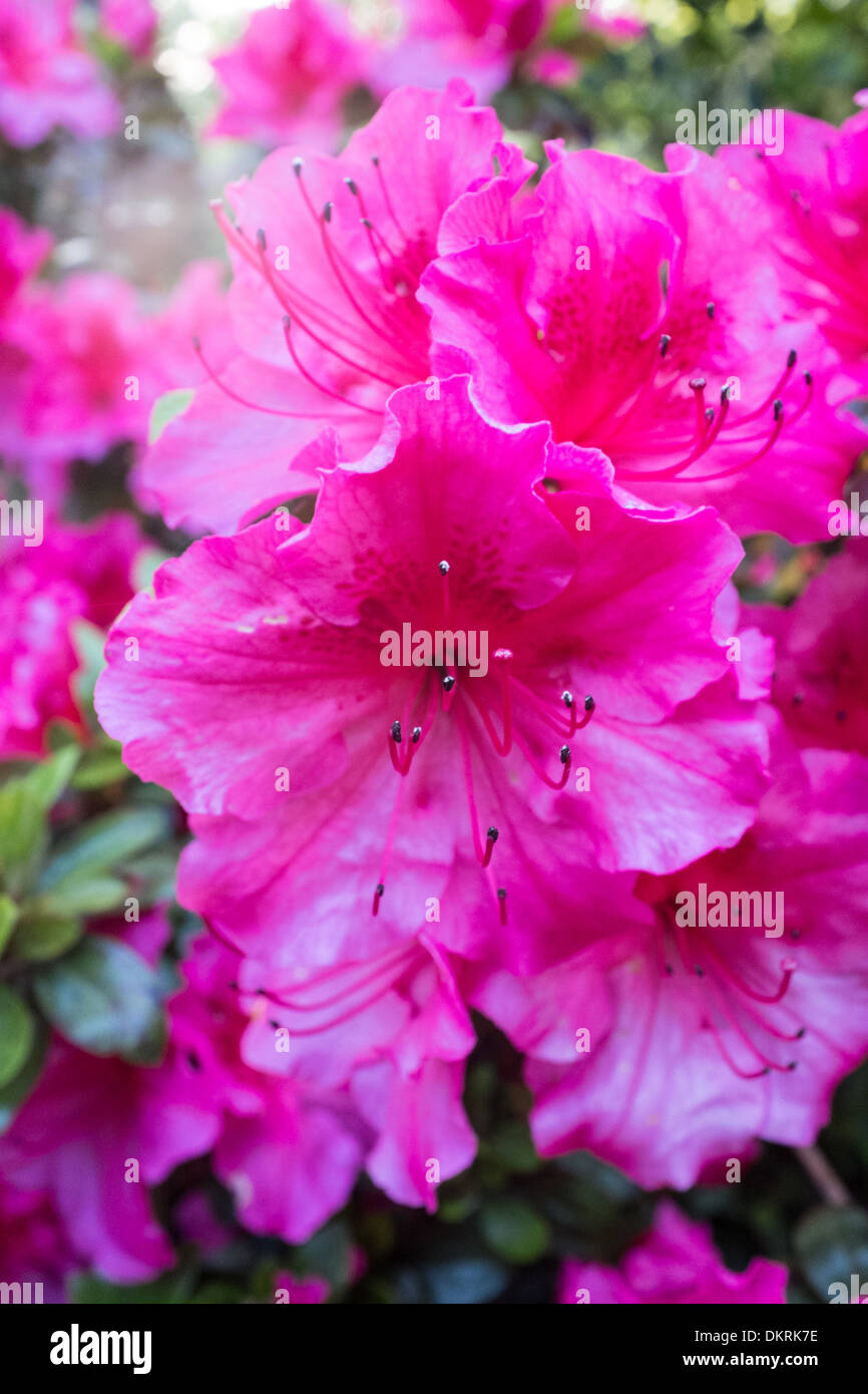 Red azalea in flower in garden Stock Photo - Alamy
