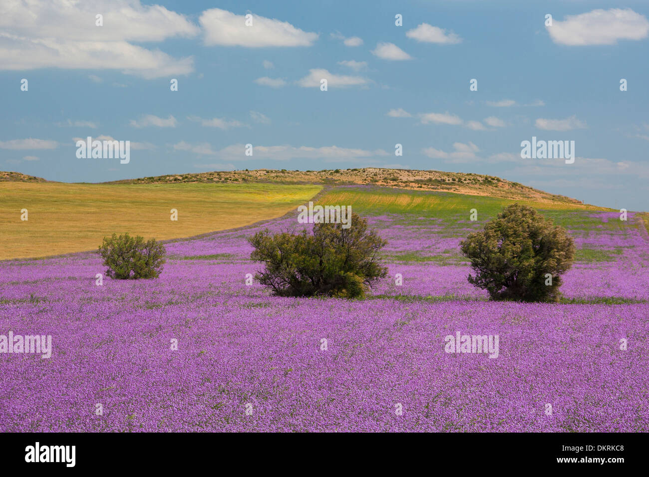 Aragon natur hi-res stock photography and images - Alamy