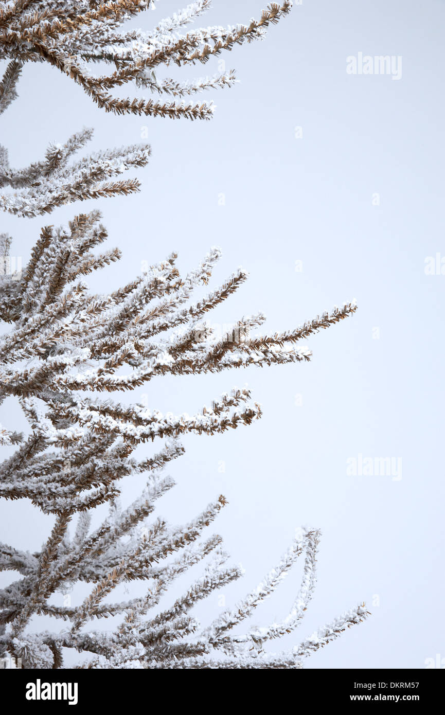 Christmas Tree with snow and decorations Stock Photo - Alamy