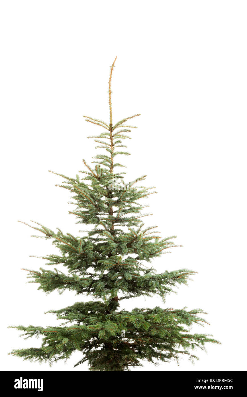 Christmas tree isolated on white background Stock Photo - Alamy